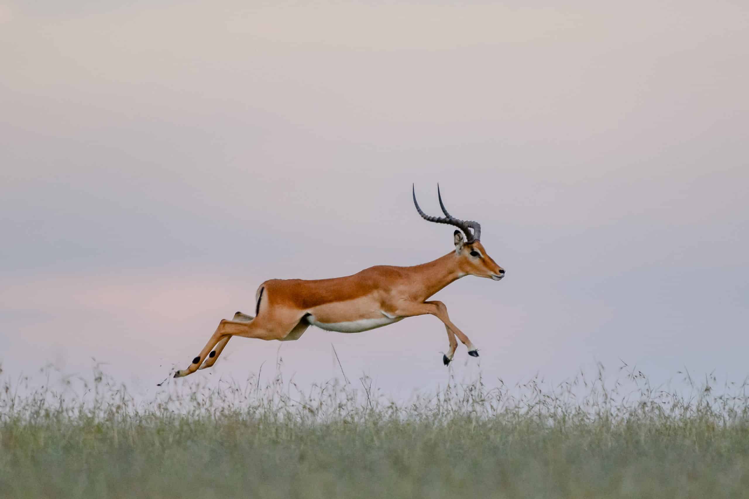 Spectaculoasele salturi acrobatice ale antilopei Impala