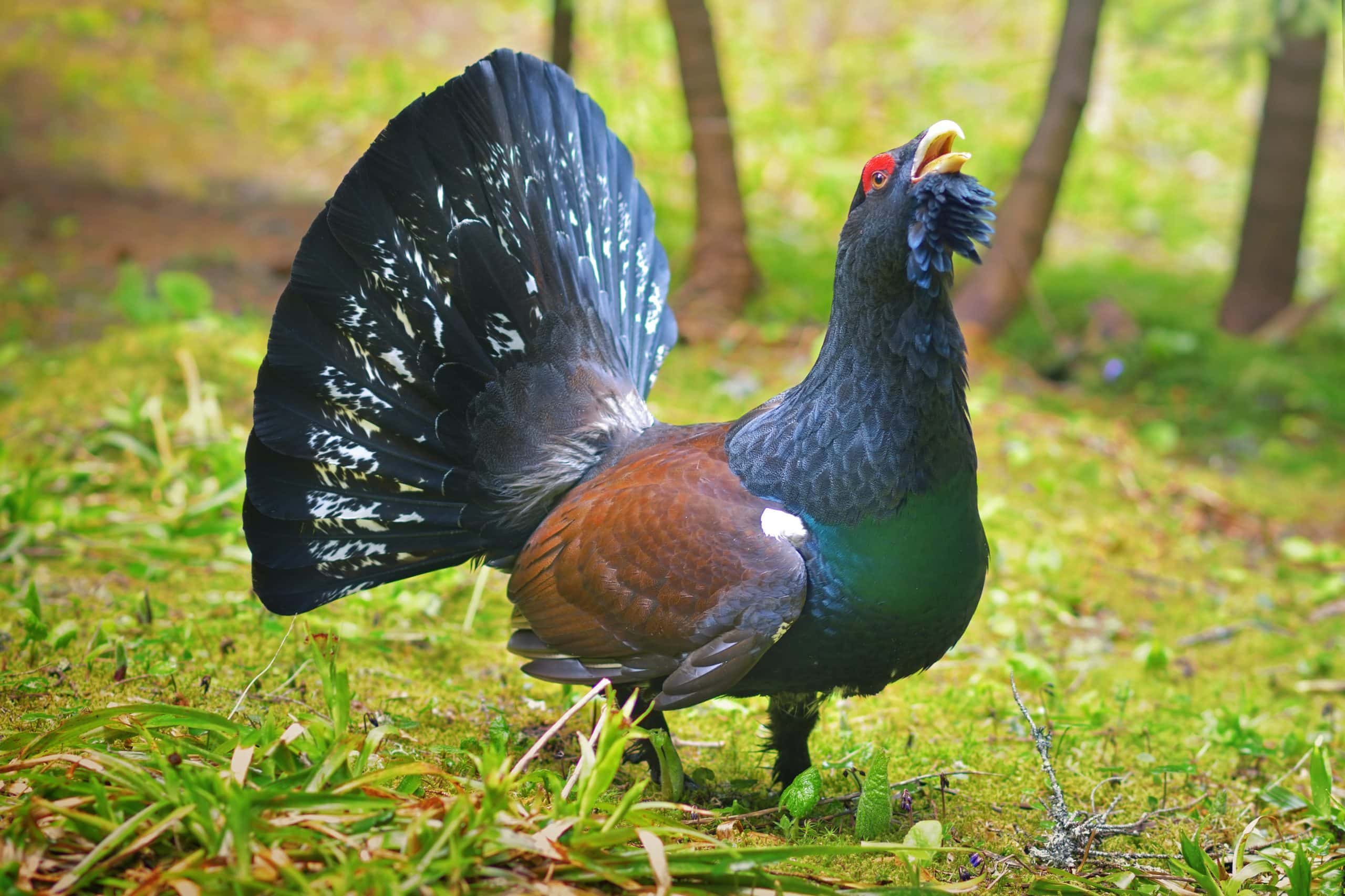 Cocoșul de munte, o pasăre pe cale de dispariție, care mai poate fi ...