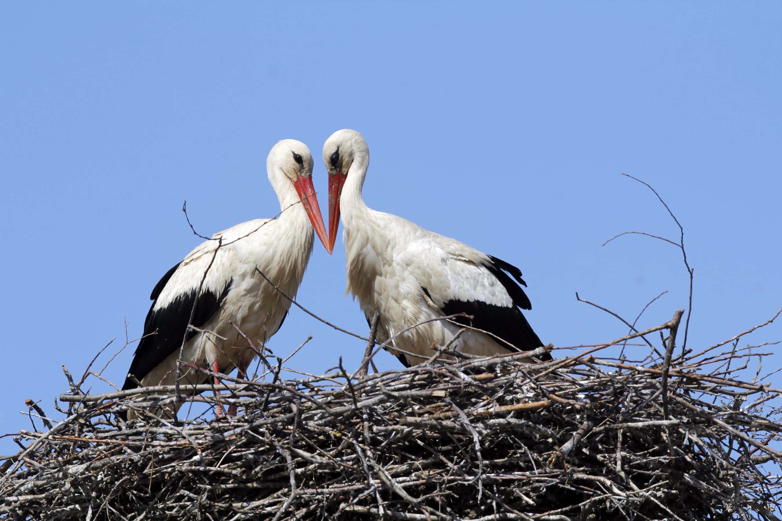 Barza - model de devotament, oferă lecții de viață