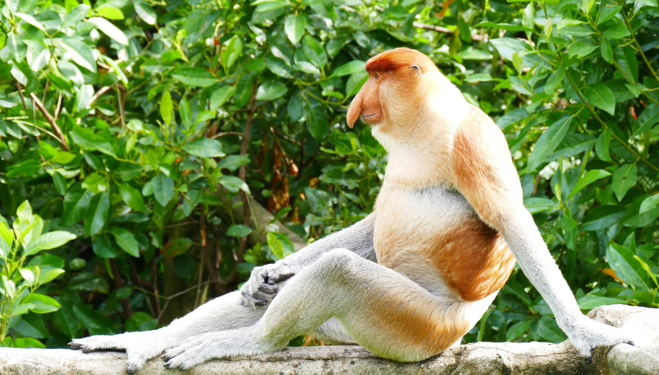 Maimuțele cu nas mare sunt foarte bune înotătoare