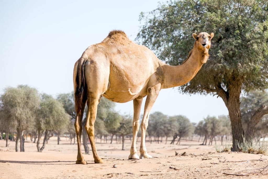 Cămila, animal foarte răbdător, dar și foarte răzbunător