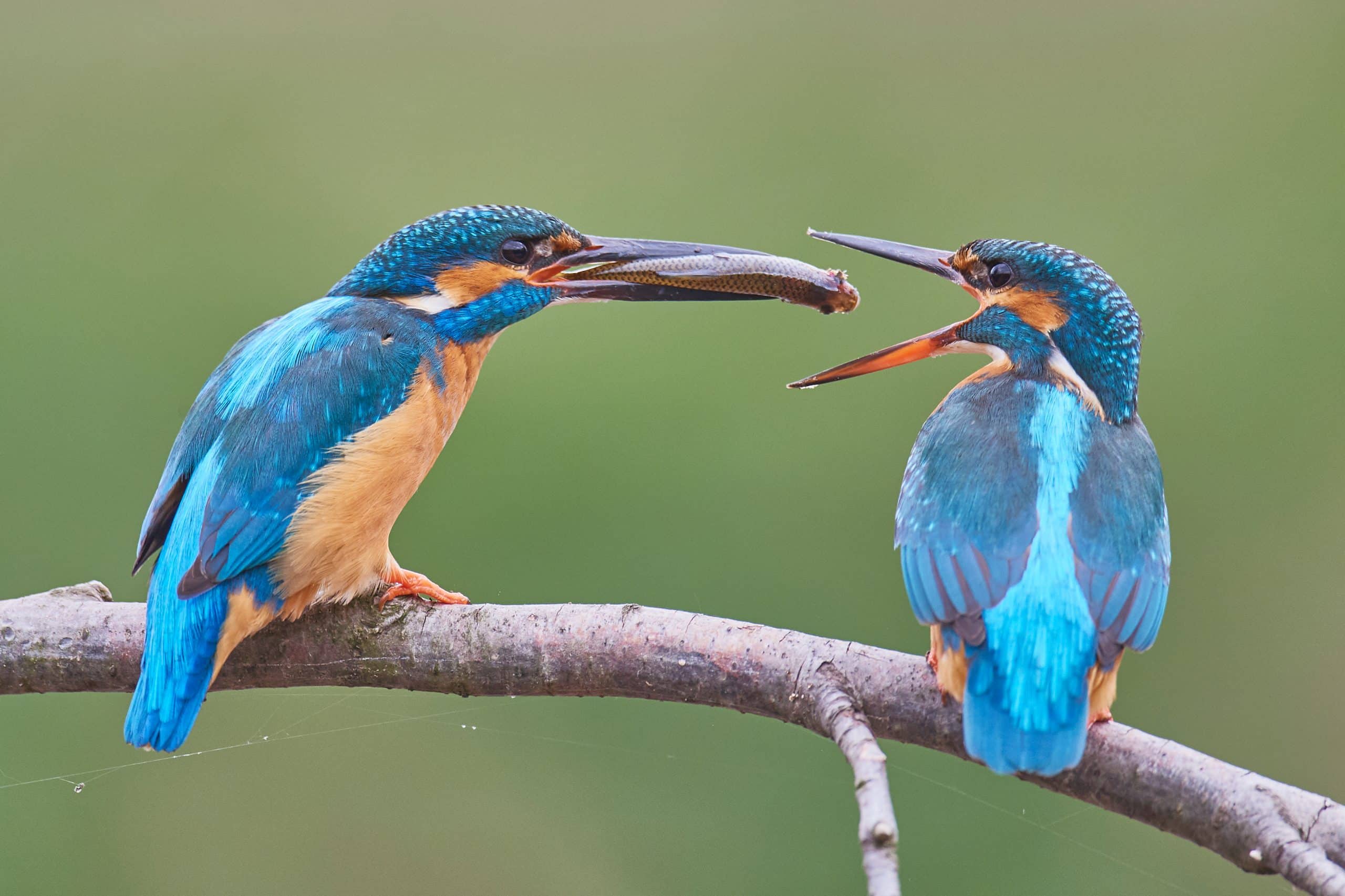 Pescărașul albastru îi oferă câte un pește partenerei lui