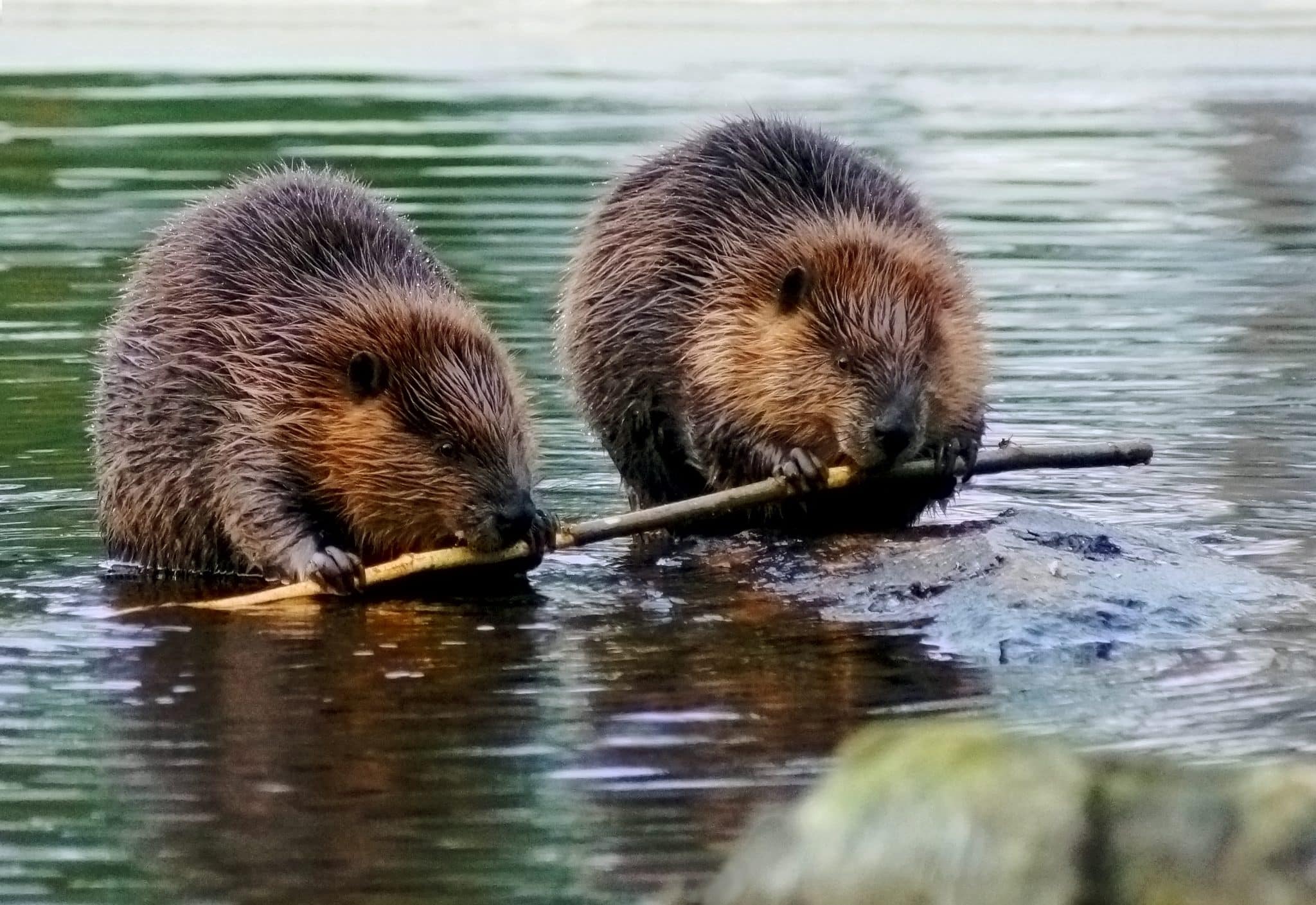 Castorul - inginerul ecosistemelor, un animal folositor