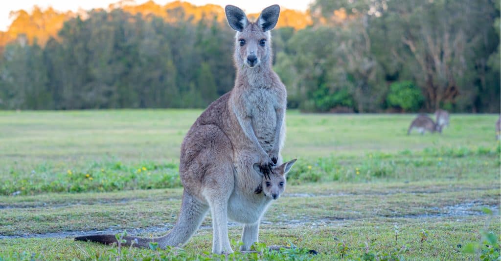 Canguri - informații și curiozități