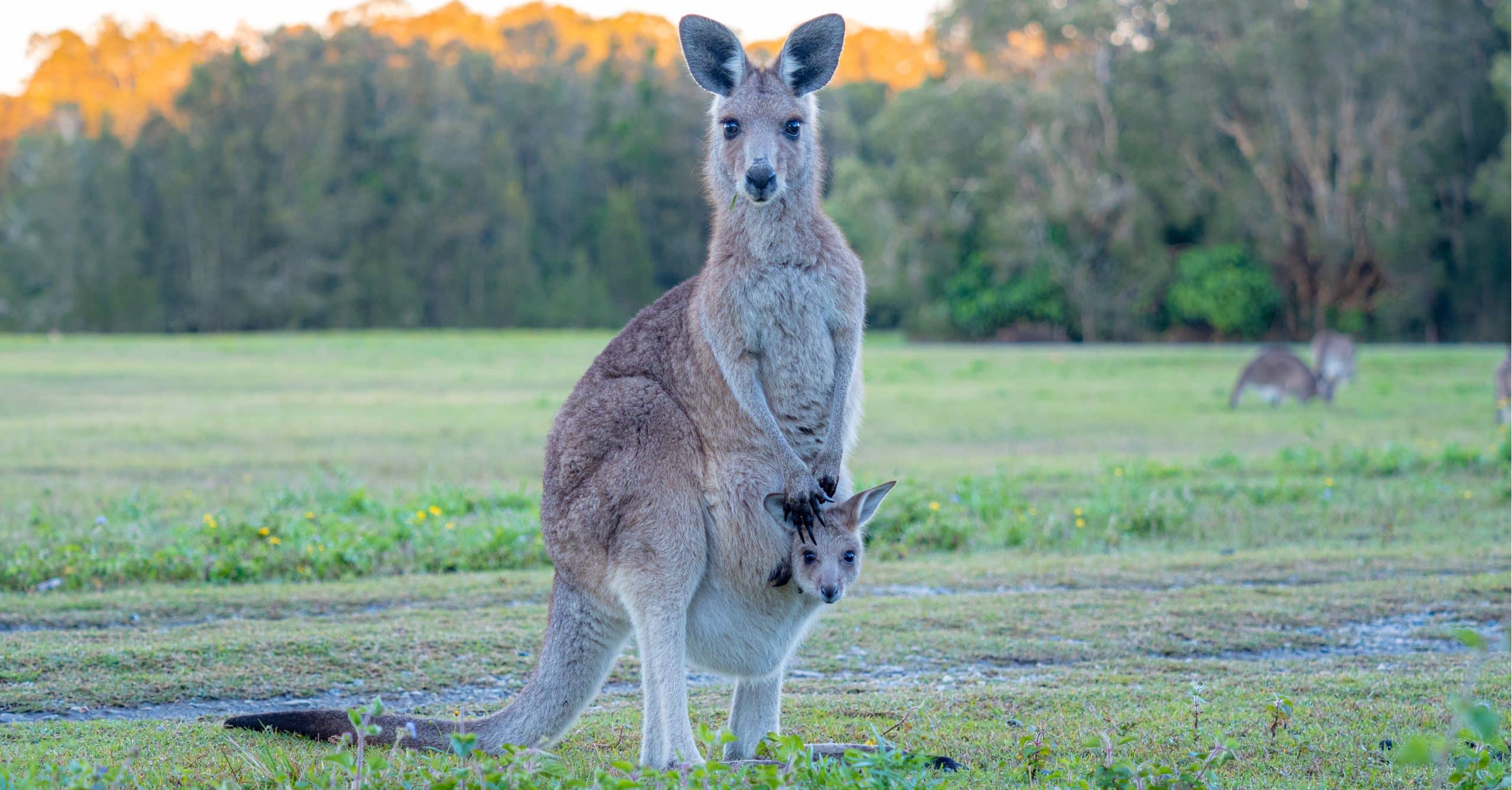 Canguri - informații și curiozități