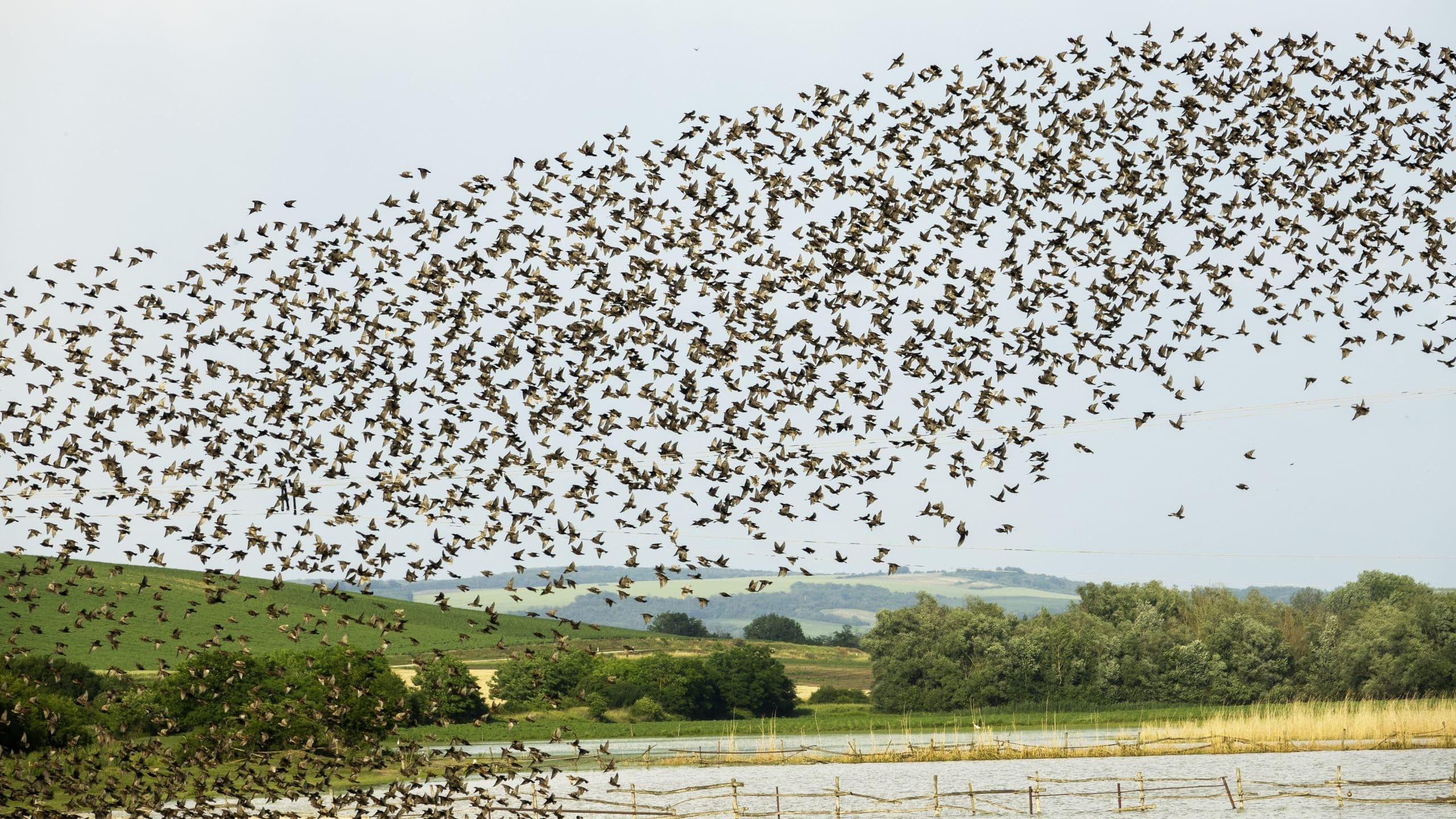 Migrația păsărilor - curiozități