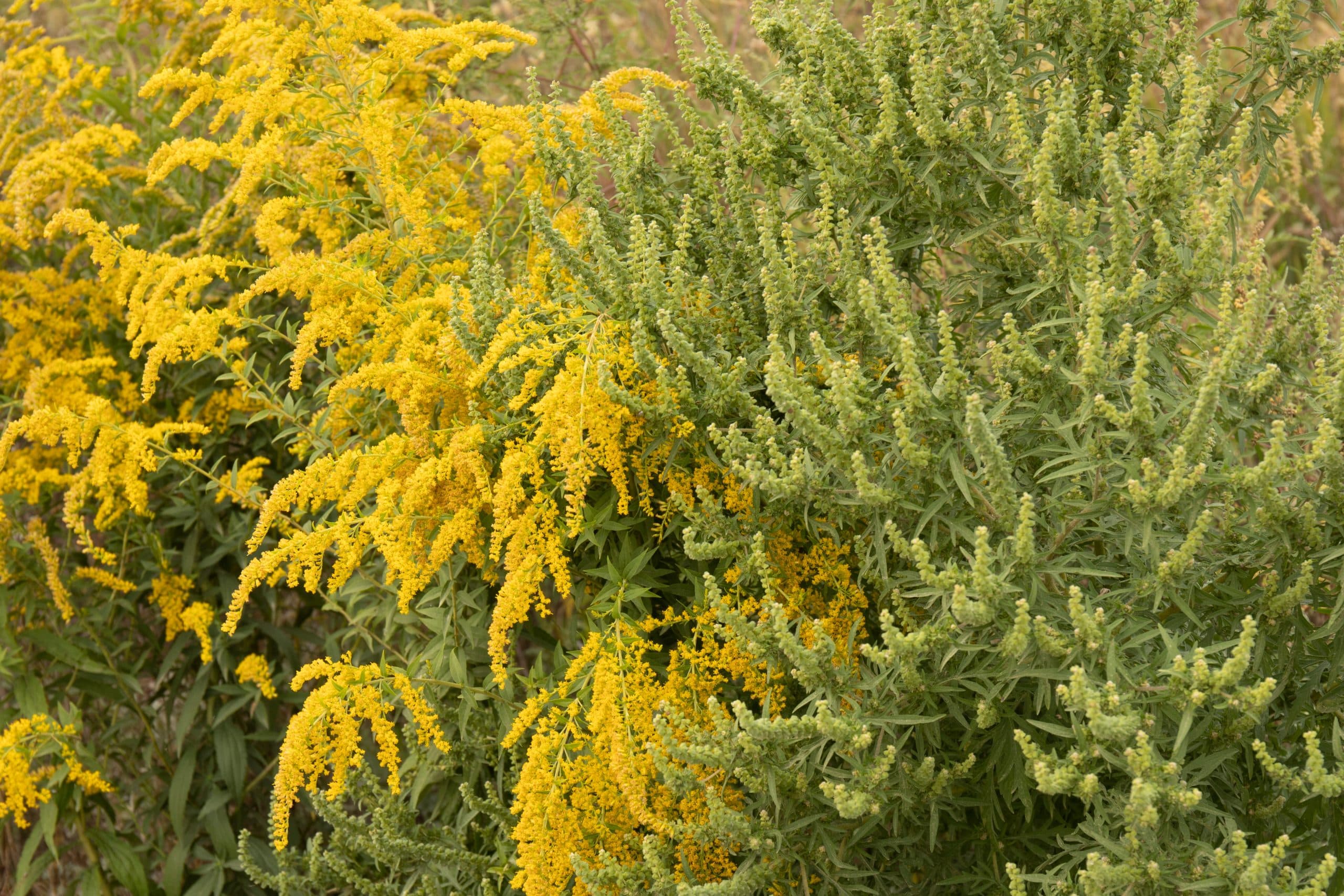 Ce este ambrozia, hrana zeilor sau buruiană?