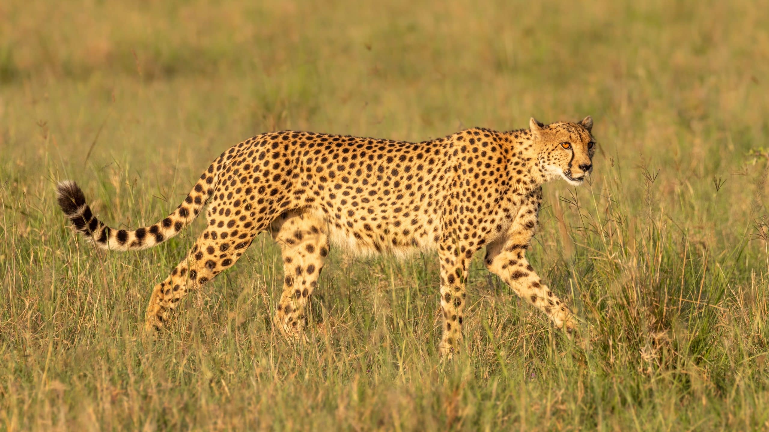 Ghepardul - cel mai rapid animal terestru