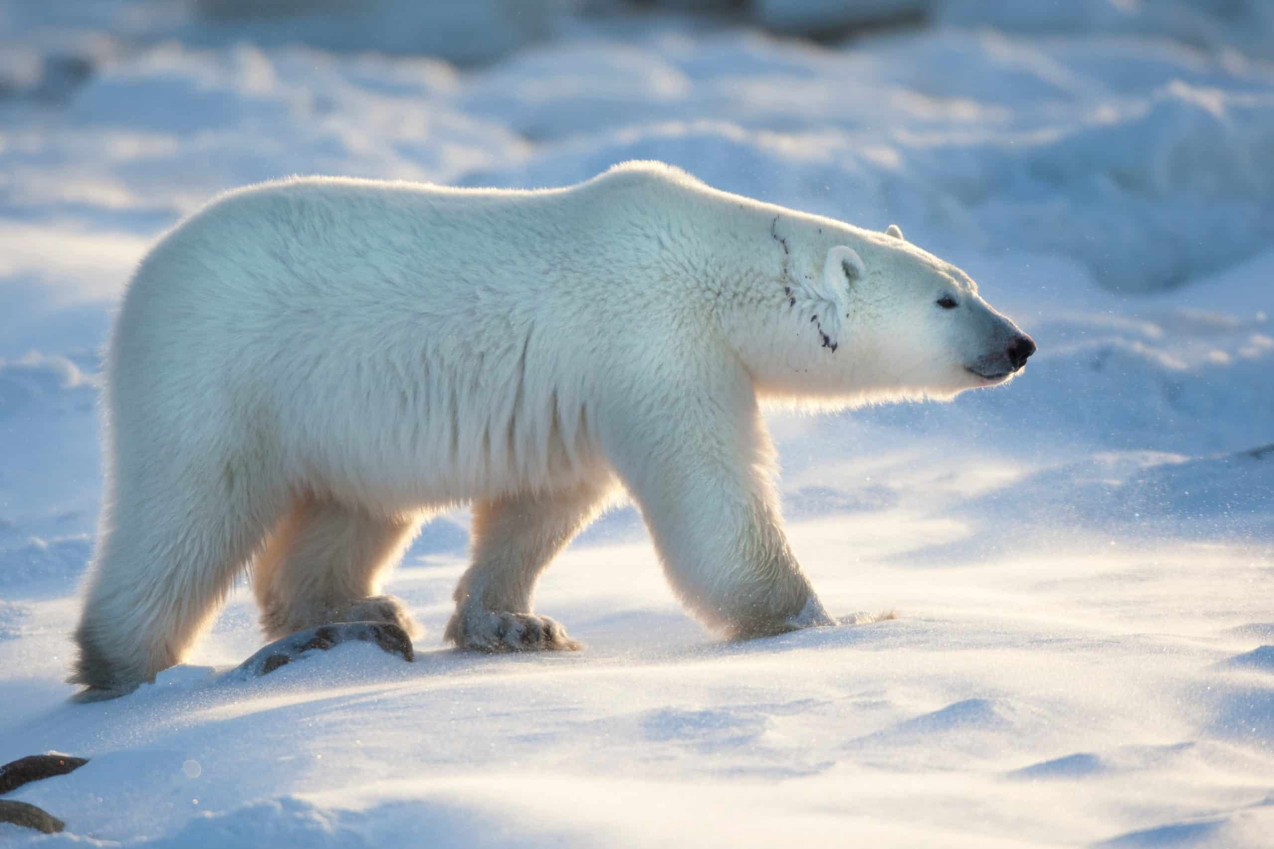 Ursul polar, cel mai mare mamifer carnivor terestru. Curiozități