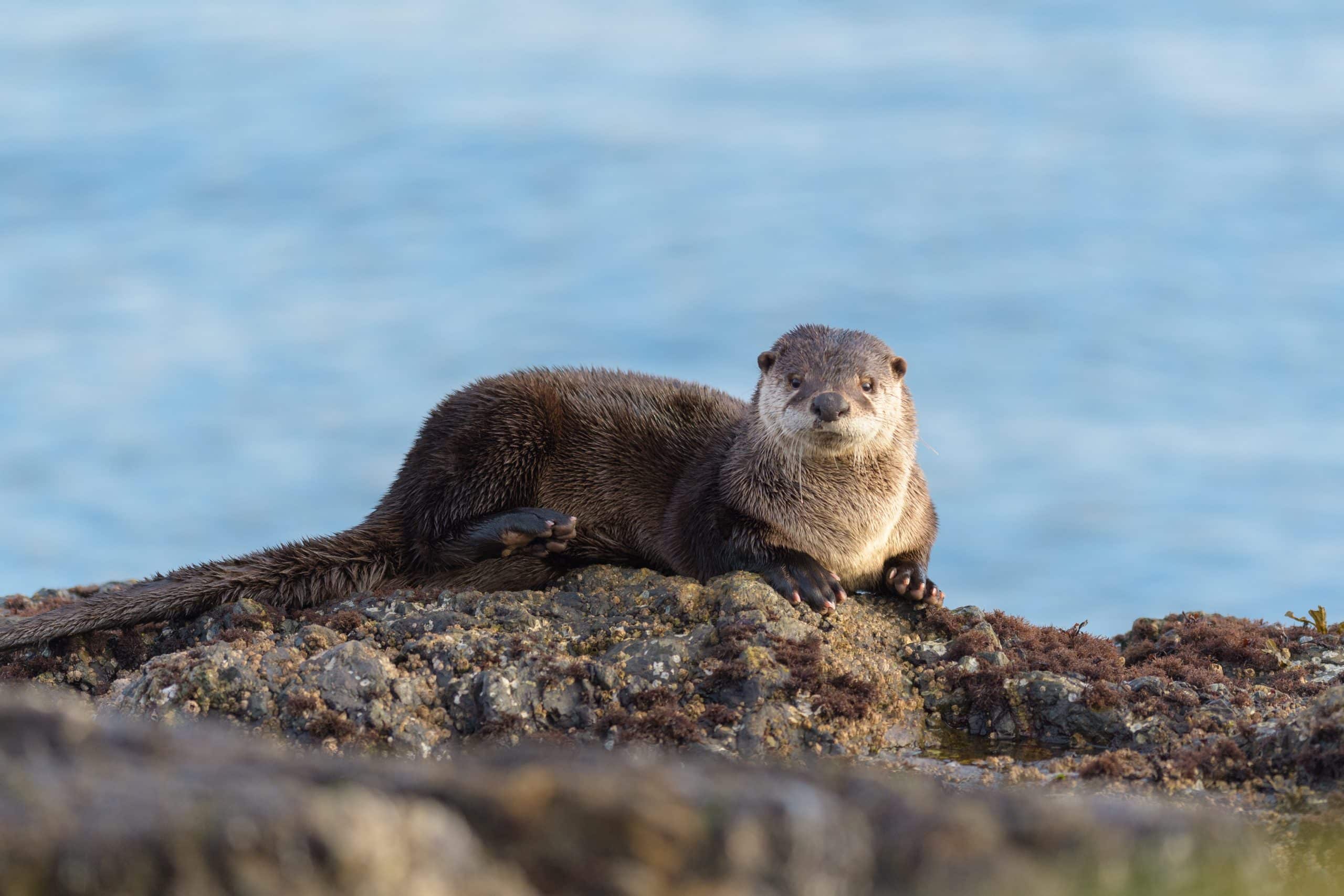 Vidra de mare - folosește instrumente și metode inteligente