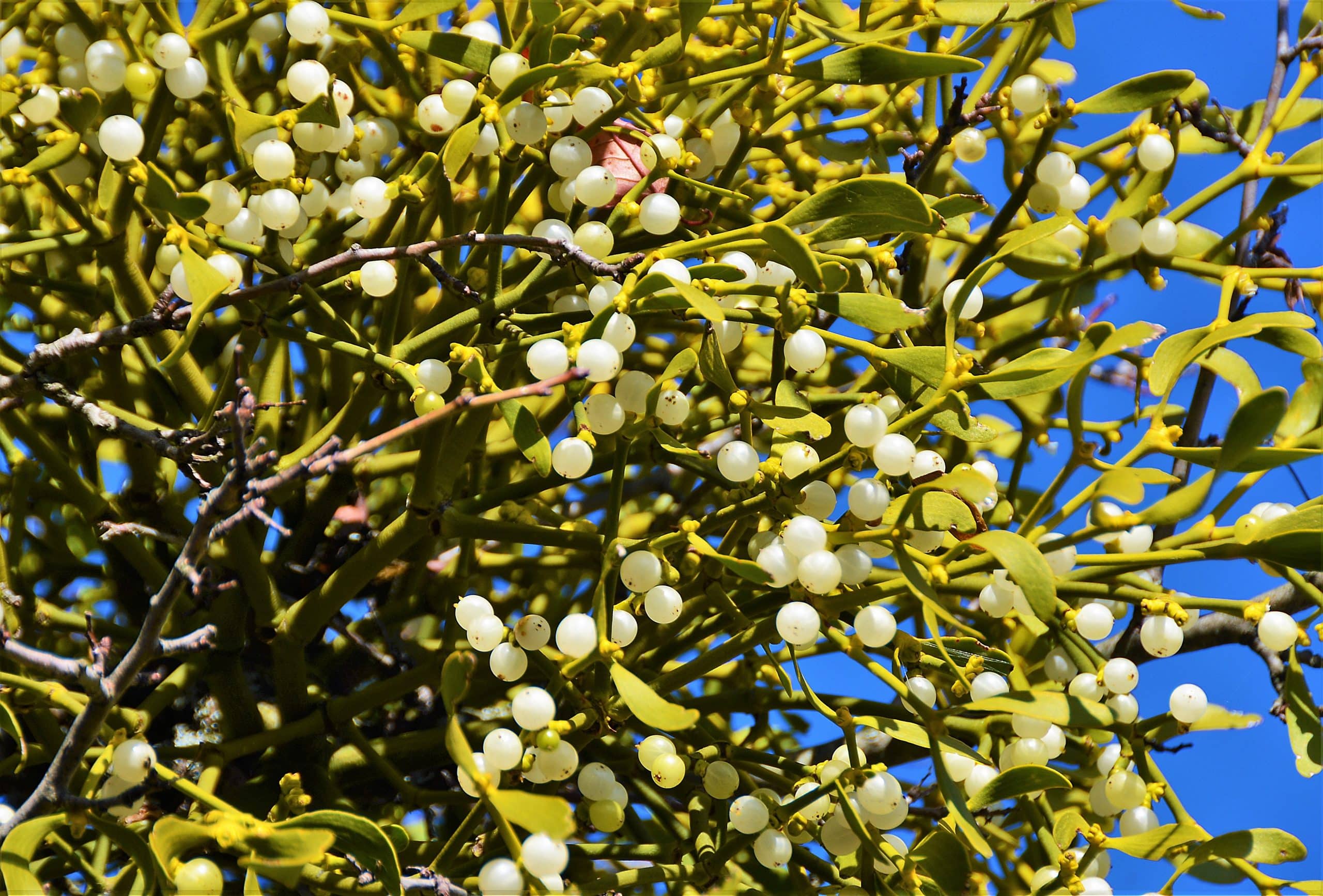 Vâscul - planta magică cu multiple întrebuințări în medicină