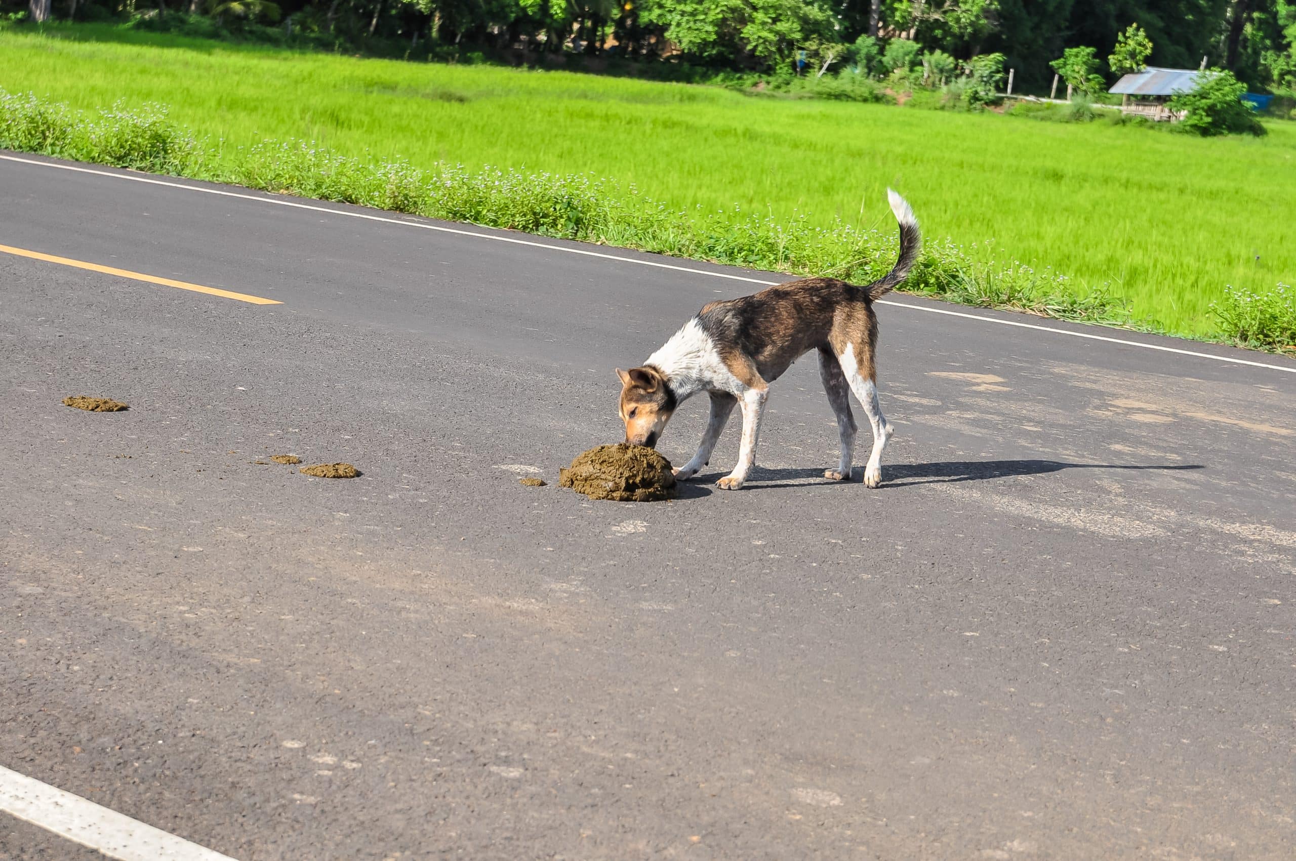 Coprofagia - cauze și exemple de animale coprofage