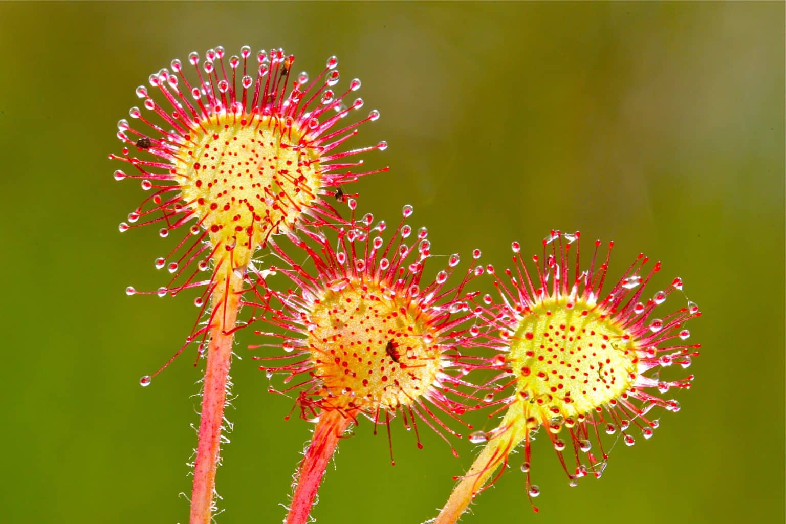 Roua cerului – Drosera rotundifolia, plantă carnivoră, informații și ...