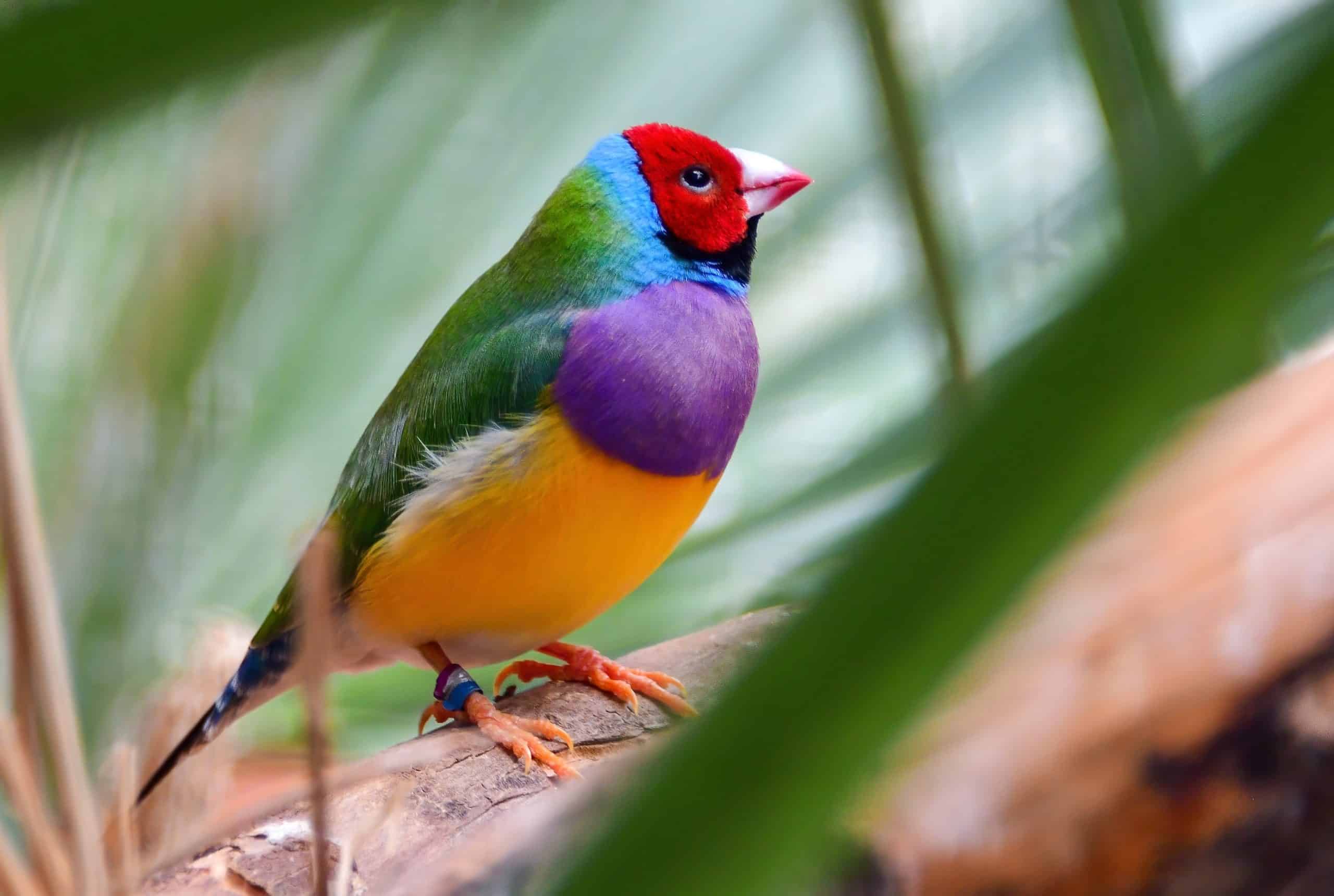 Cinteza curcubeu - lucruri mai puțin cunoscute, curiozități