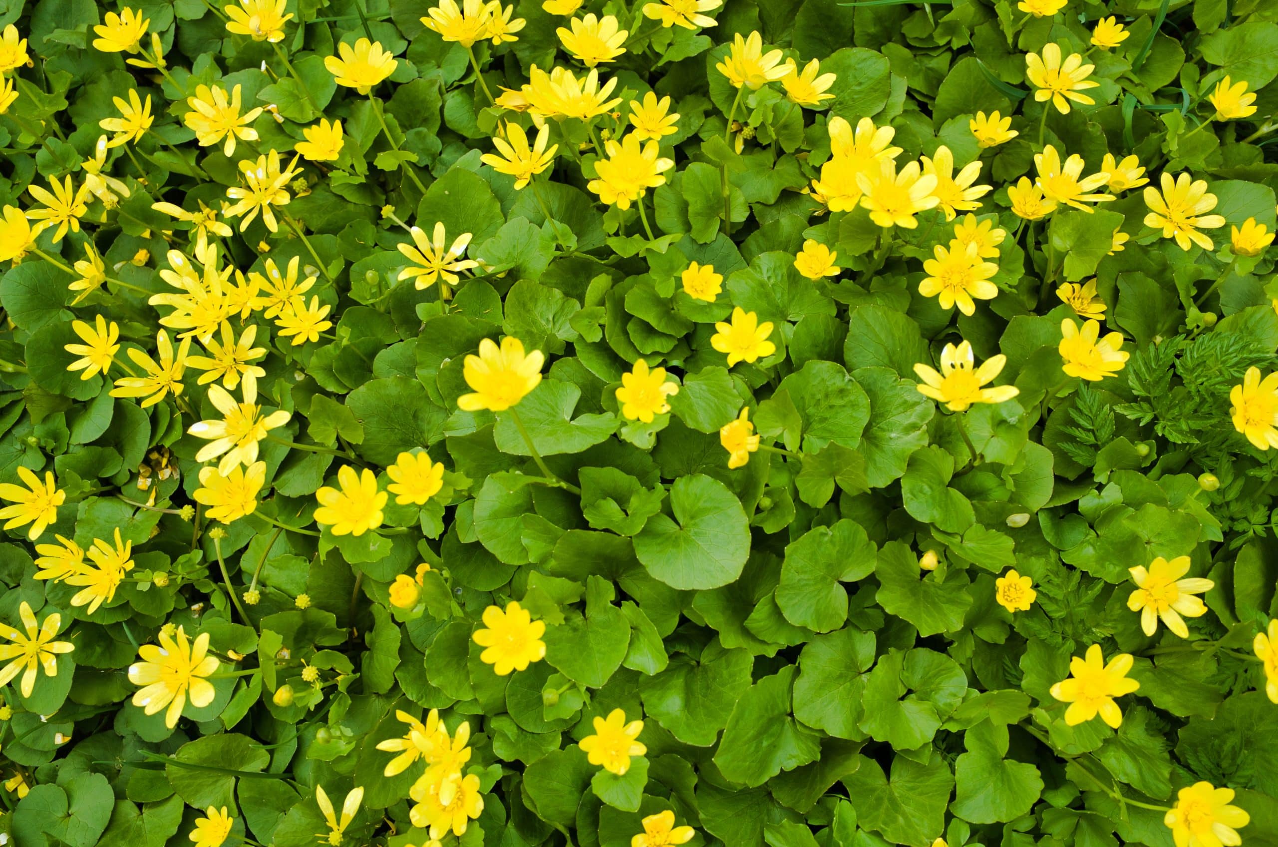 Untișor - proprietăți și beneficii