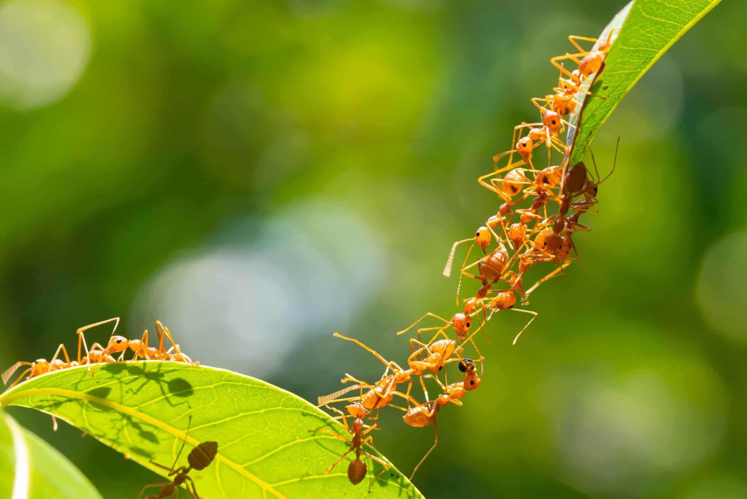 Furnica țesătoare - poate înlocui insecticidele