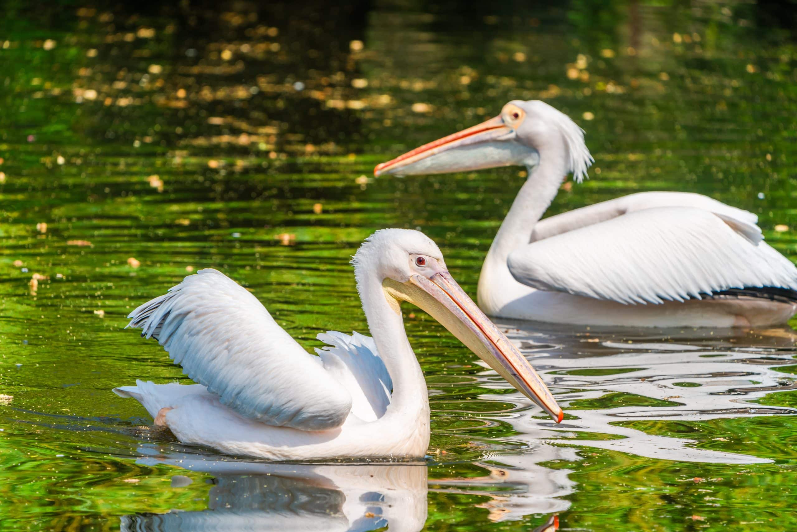 Pelicanul - pasărea cu cel mai lung cioc din lume