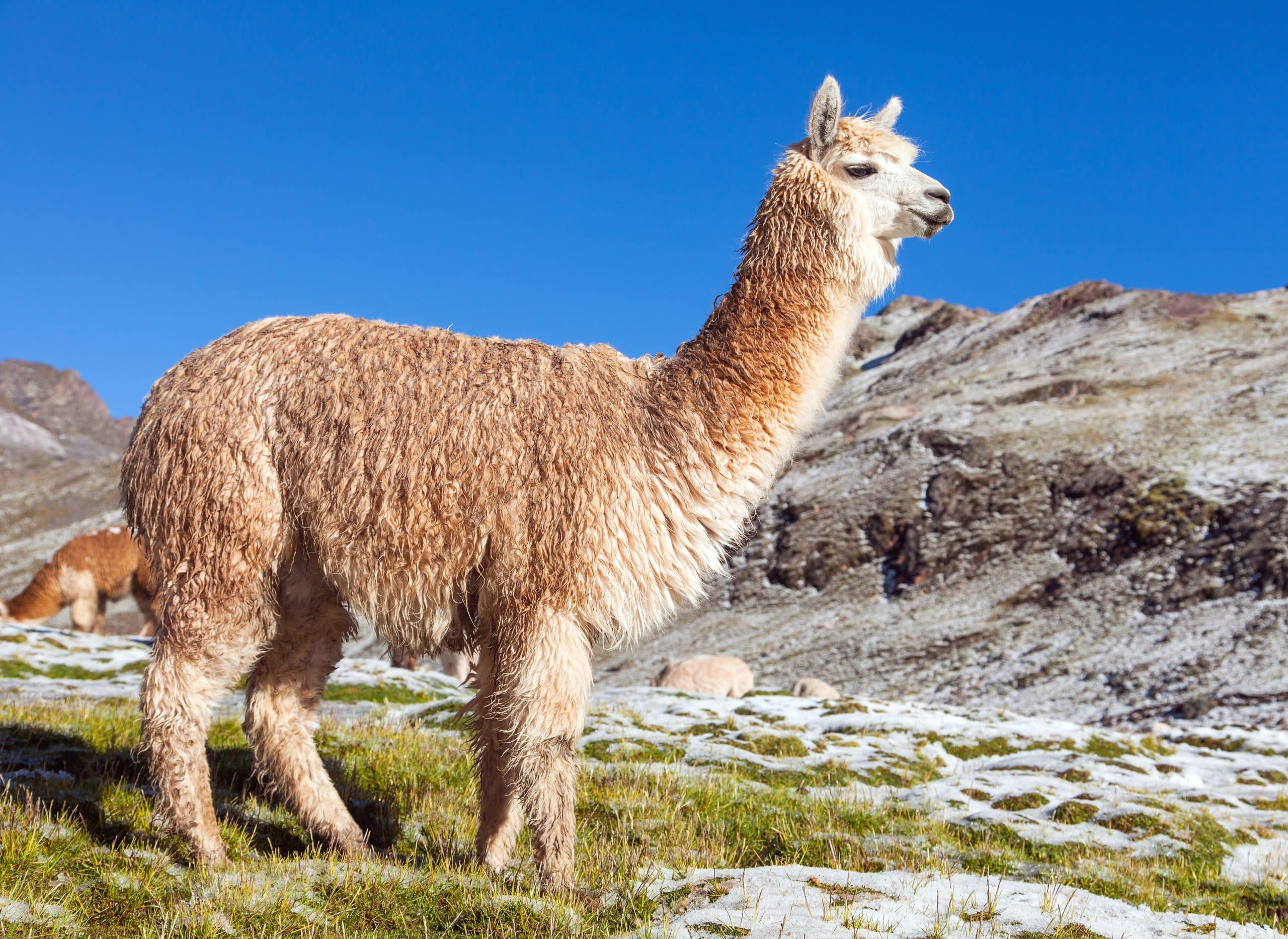 Lama - Animal supranumit Corabia Anzilor
