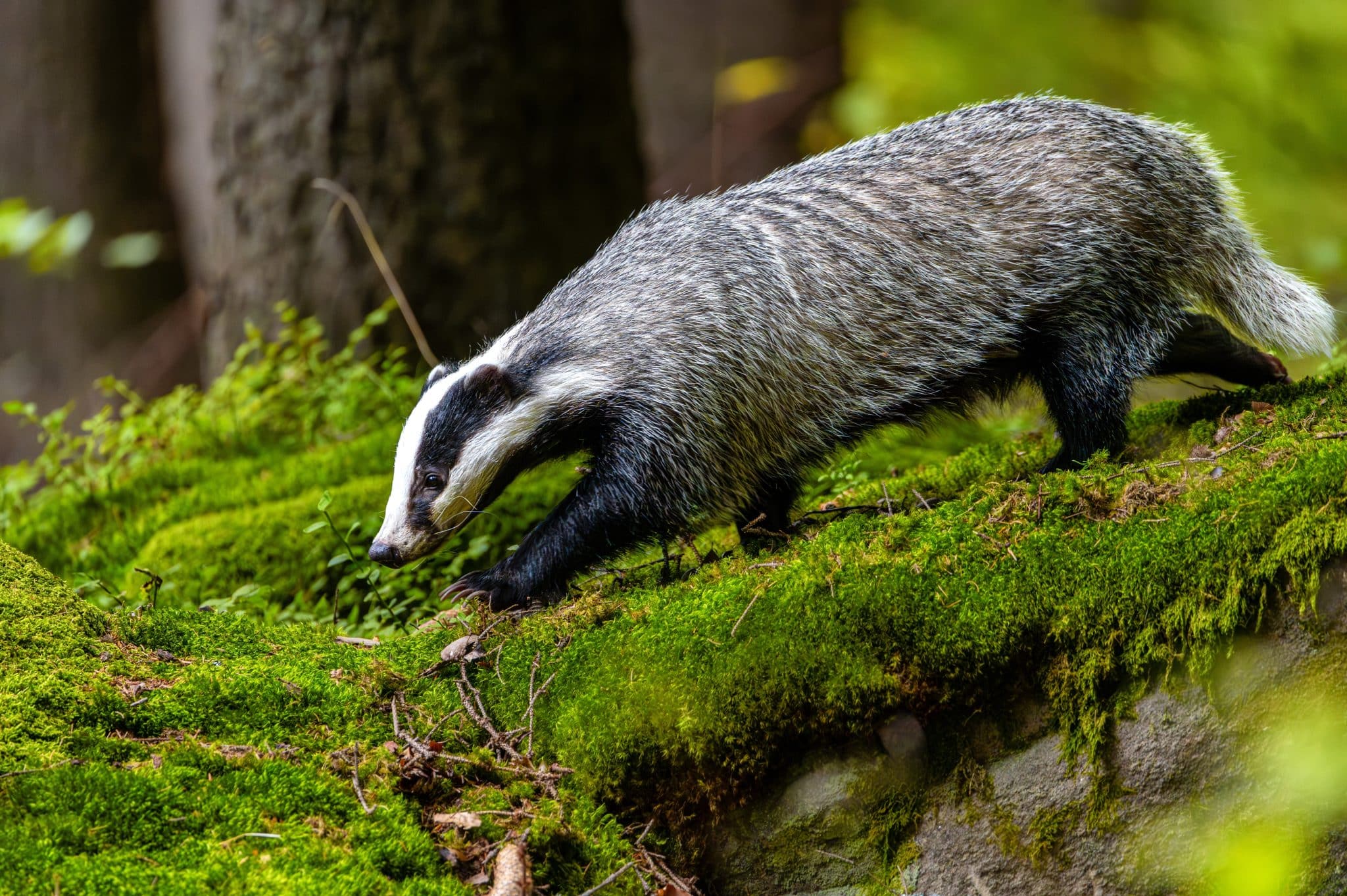 Bursucul - animal inteligent, curajos, dar periculos